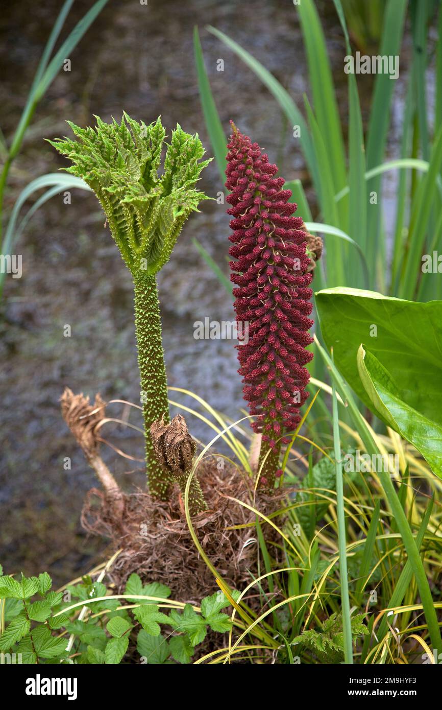 gunnera x cryptica wisley surrey england Stock Photo - Alamy