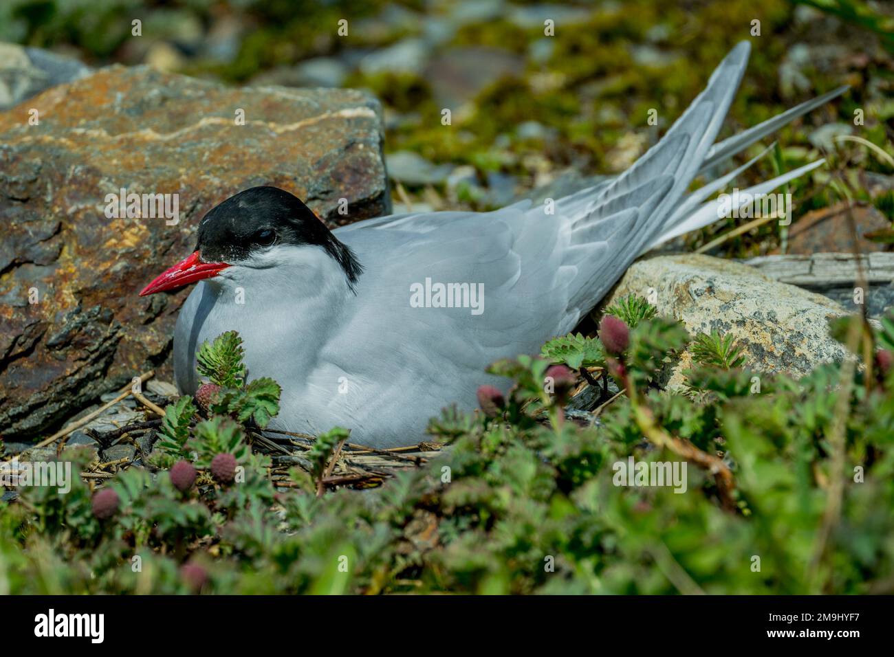 An Antarctic tern (Sterna vittata) is sitting on the nest at the ...