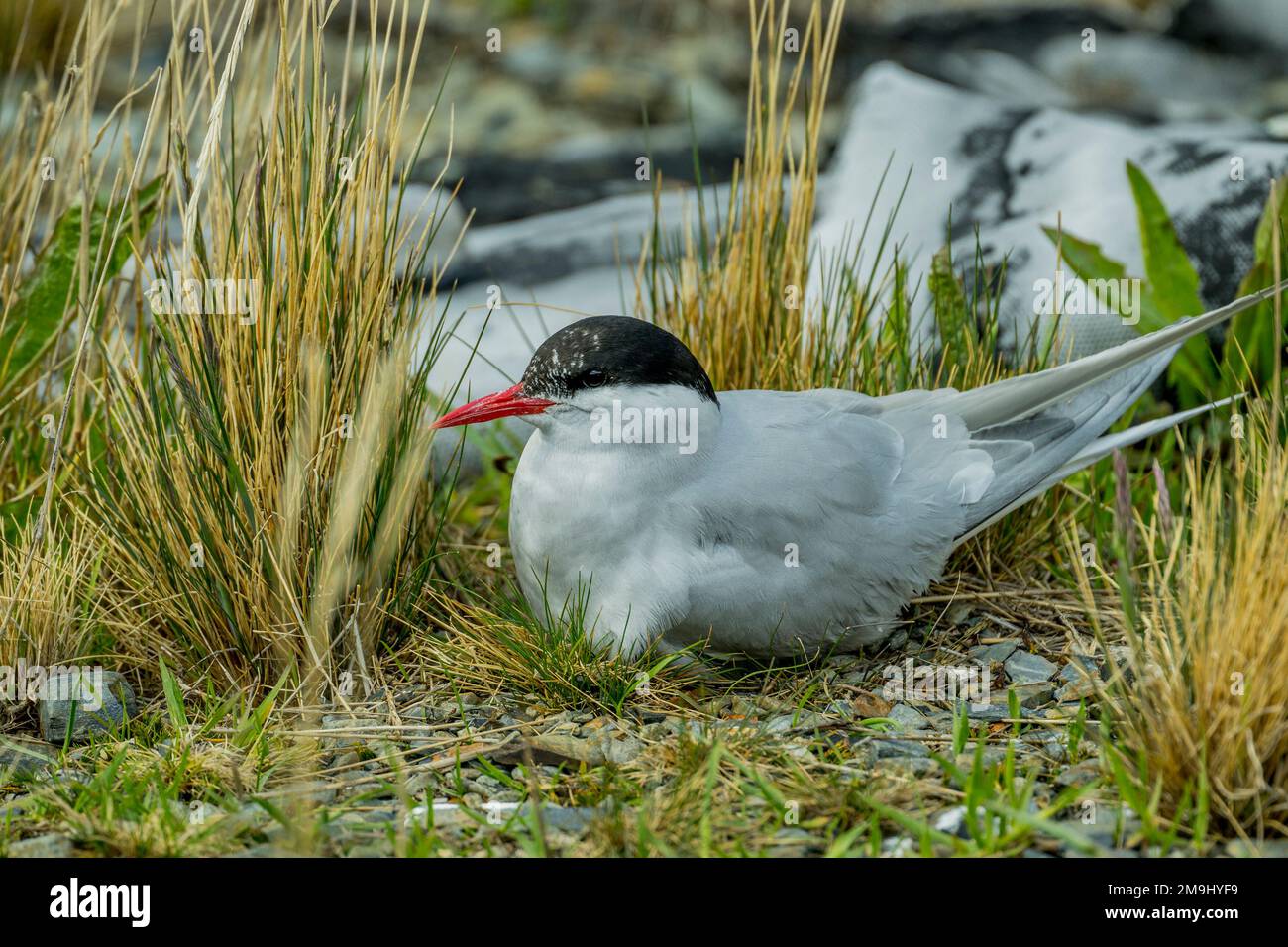 An Antarctic tern (Sterna vittata) is sitting on the nest at the ...