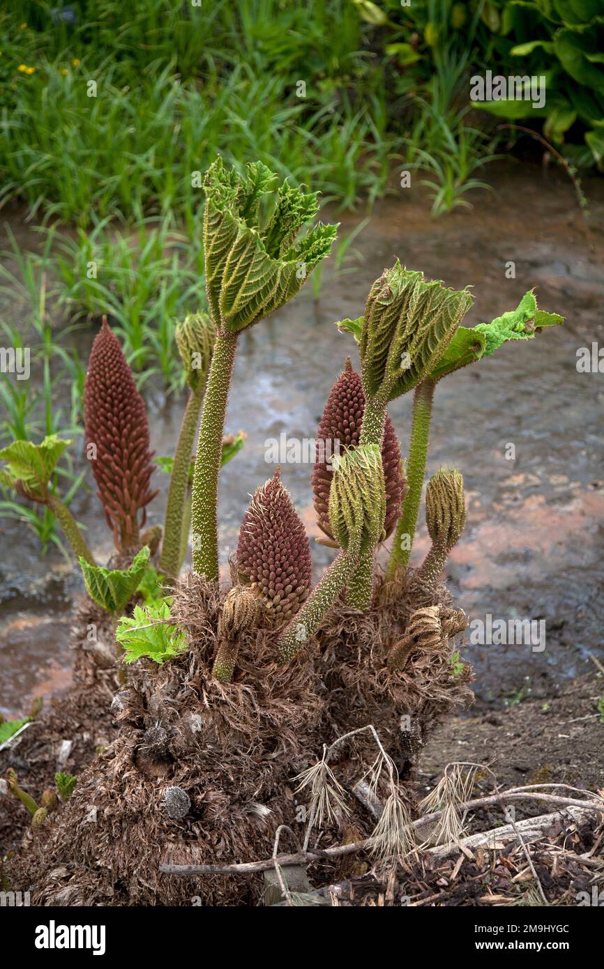 gunnera x cryptica wisley surrey england Stock Photo - Alamy