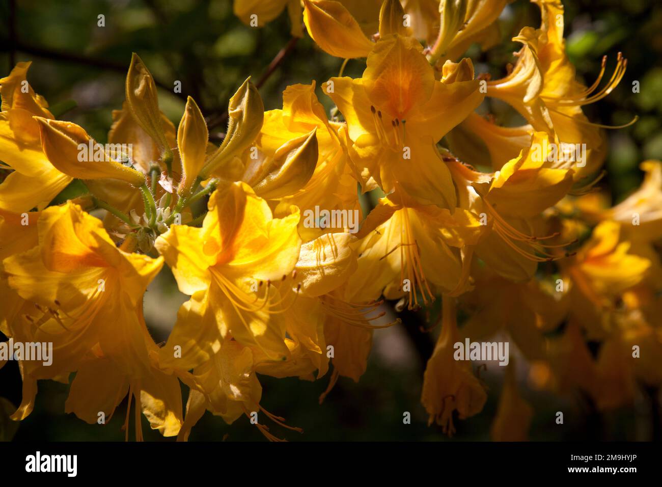 yellow rhododendron flower sir harold hillier gardens ampfield romsey ...