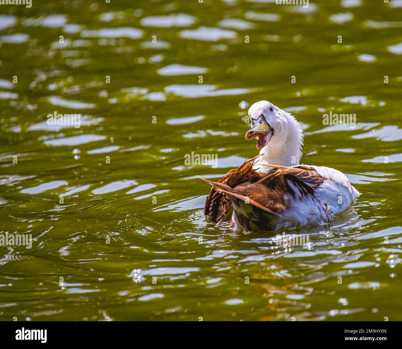 A duck calling while swimming in a lake Stock Photo - Alamy