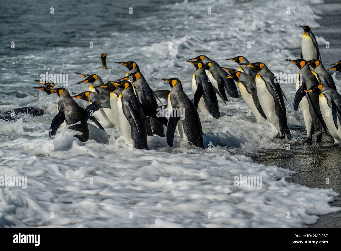 Largest king penguin colony hi-res stock photography and images - Alamy