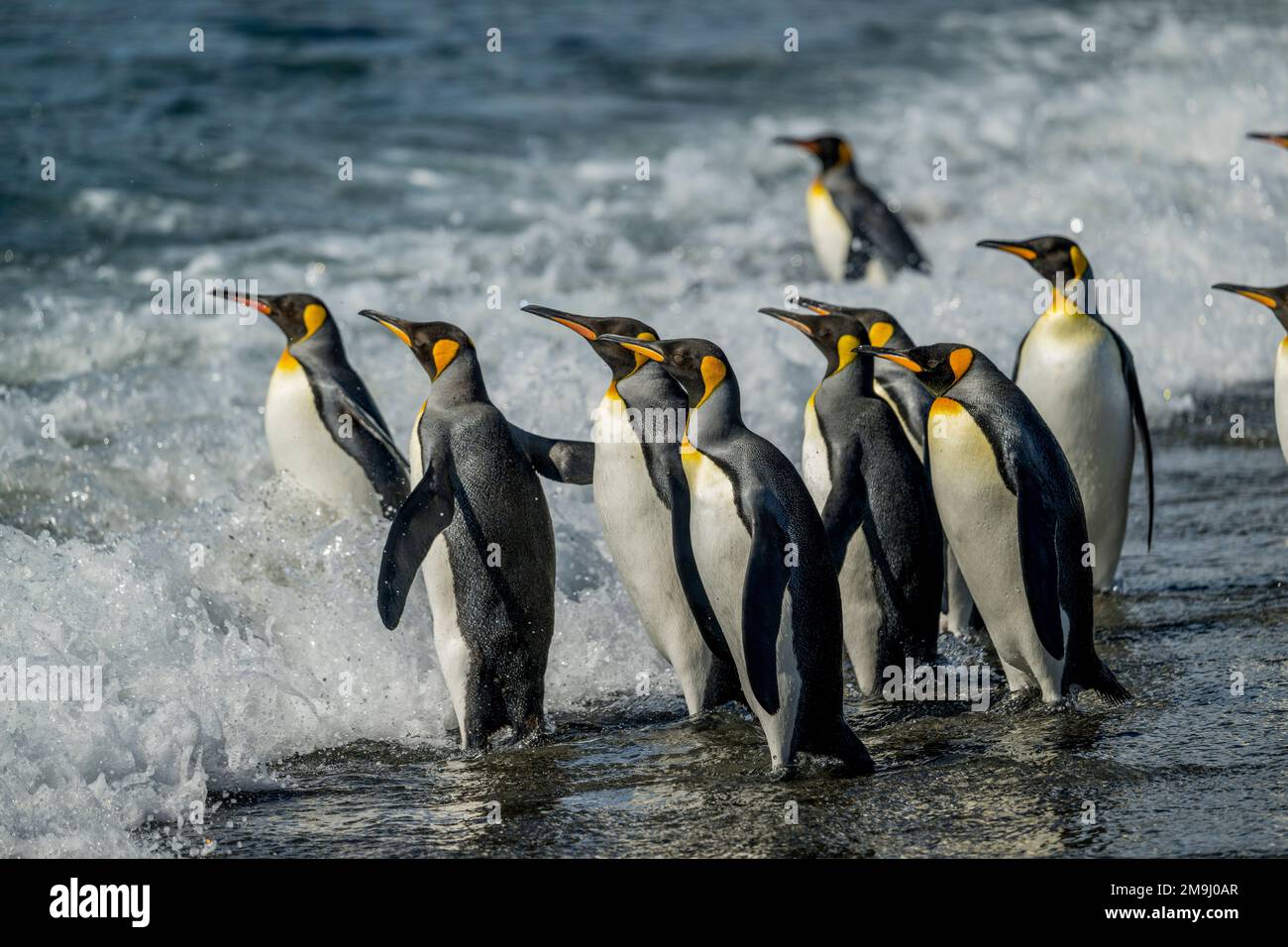 A group of King penguins (Aptenodytes patagonicus) is going into the ...
