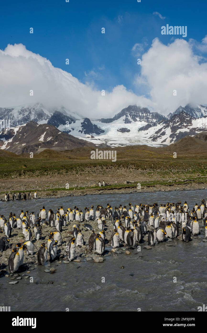 King penguins (Aptenodytes patagonicus) molting their feathers along a ...