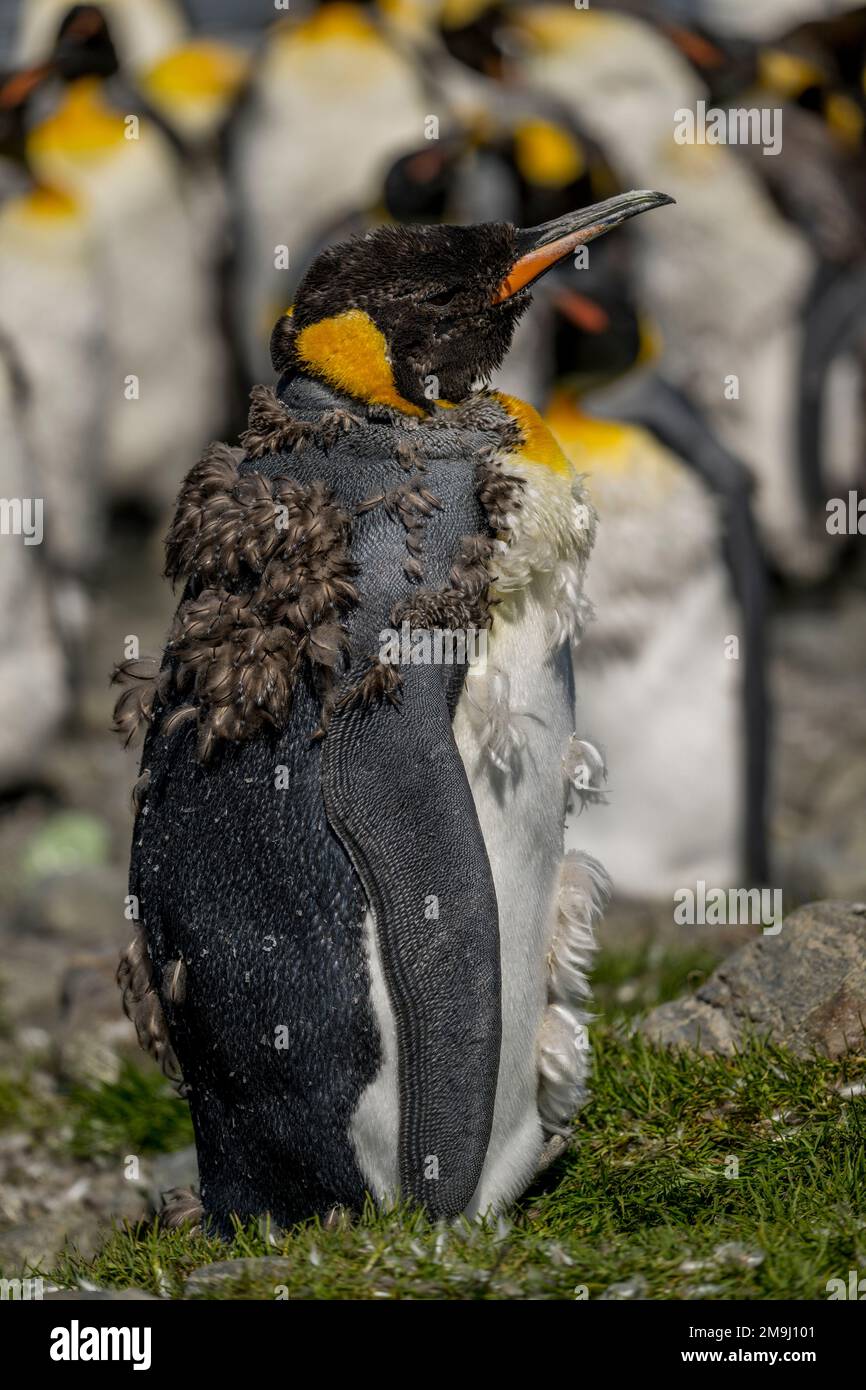 Close-up of a King penguin (Aptenodytes patagonicus) molting its ...