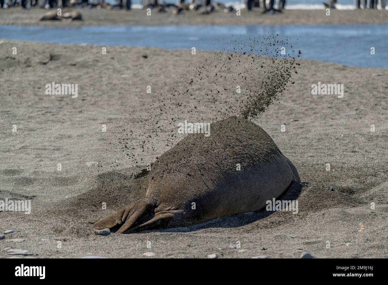 A southern elephant seal (Mirounga leonina) is throwing sand onto its ...