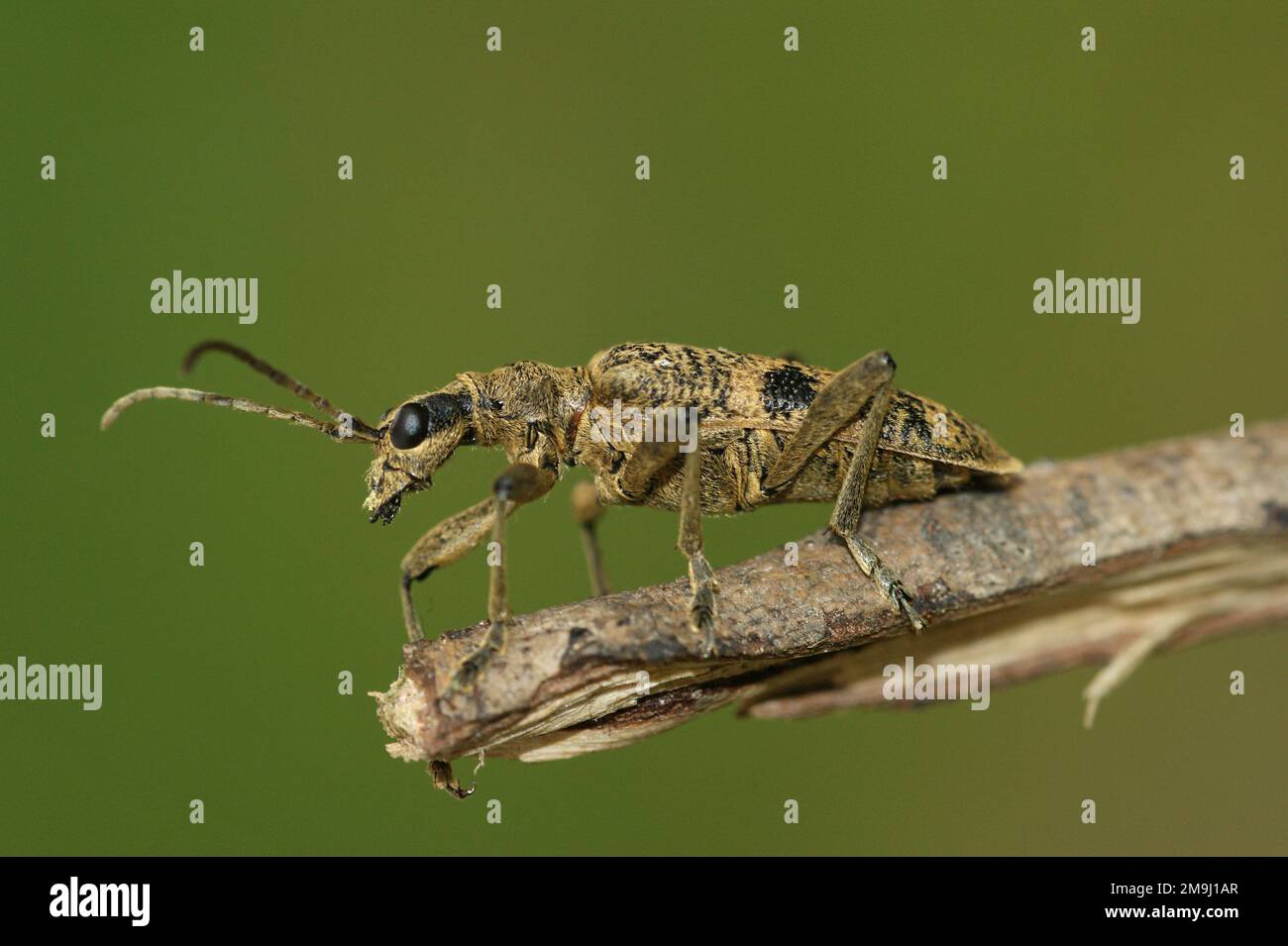 Detailed closeup on a the large European black-spotted longhorn beetle ...