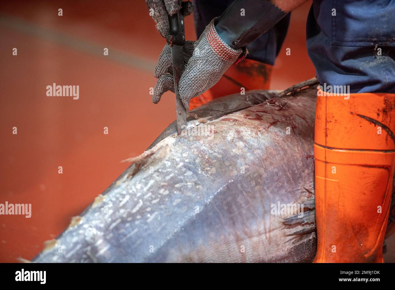 Cutting and prepping fish for canning process, Fish canning factory ...