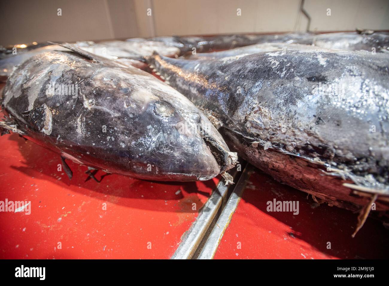 Cutting and prepping fish for canning process, Fish canning factory ...