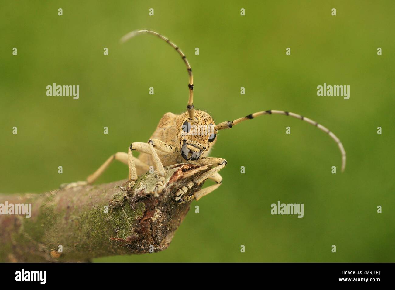 Detailed frontal closeup on the large European poplar borer longhorn ...