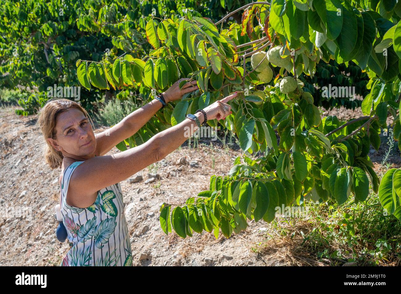 Cherimoya fruit tree hi-res stock photography and images - Alamy