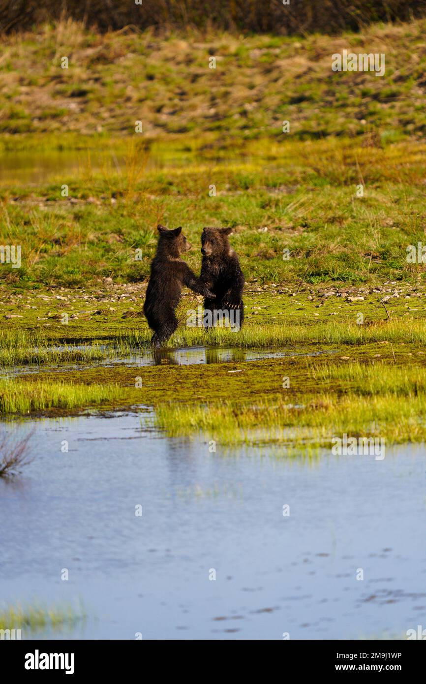 People play with the bear hi-res stock photography and images - Alamy