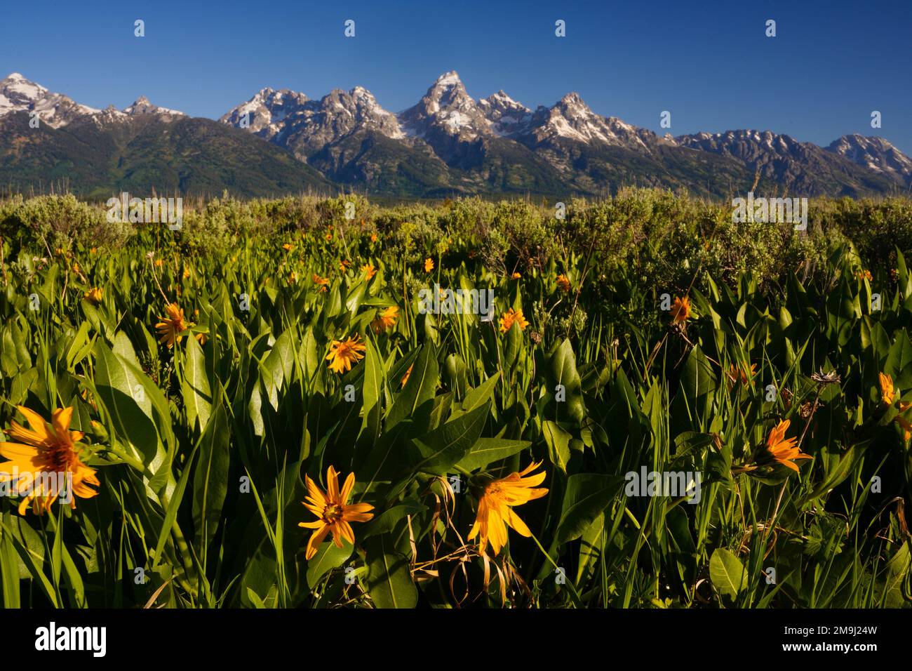 Teton range mountains in hi-res stock photography and images - Alamy