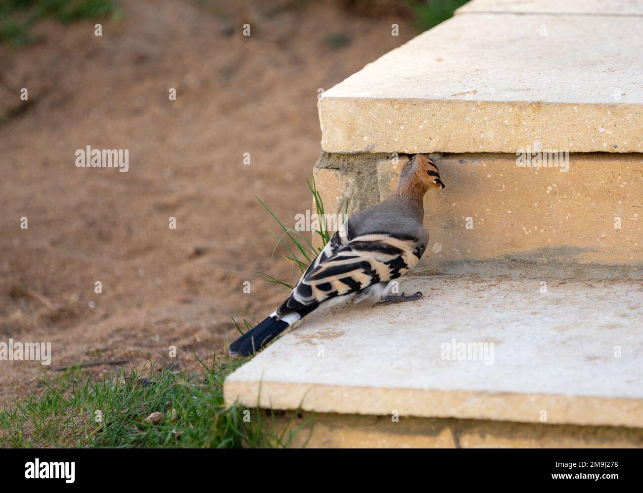 Insects under stone hi-res stock photography and images - Alamy