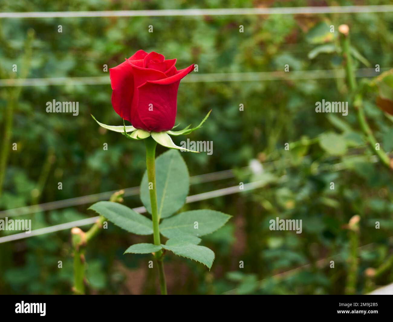 Plantation roses growing inside in a greenhouse Stock Photo - Alamy