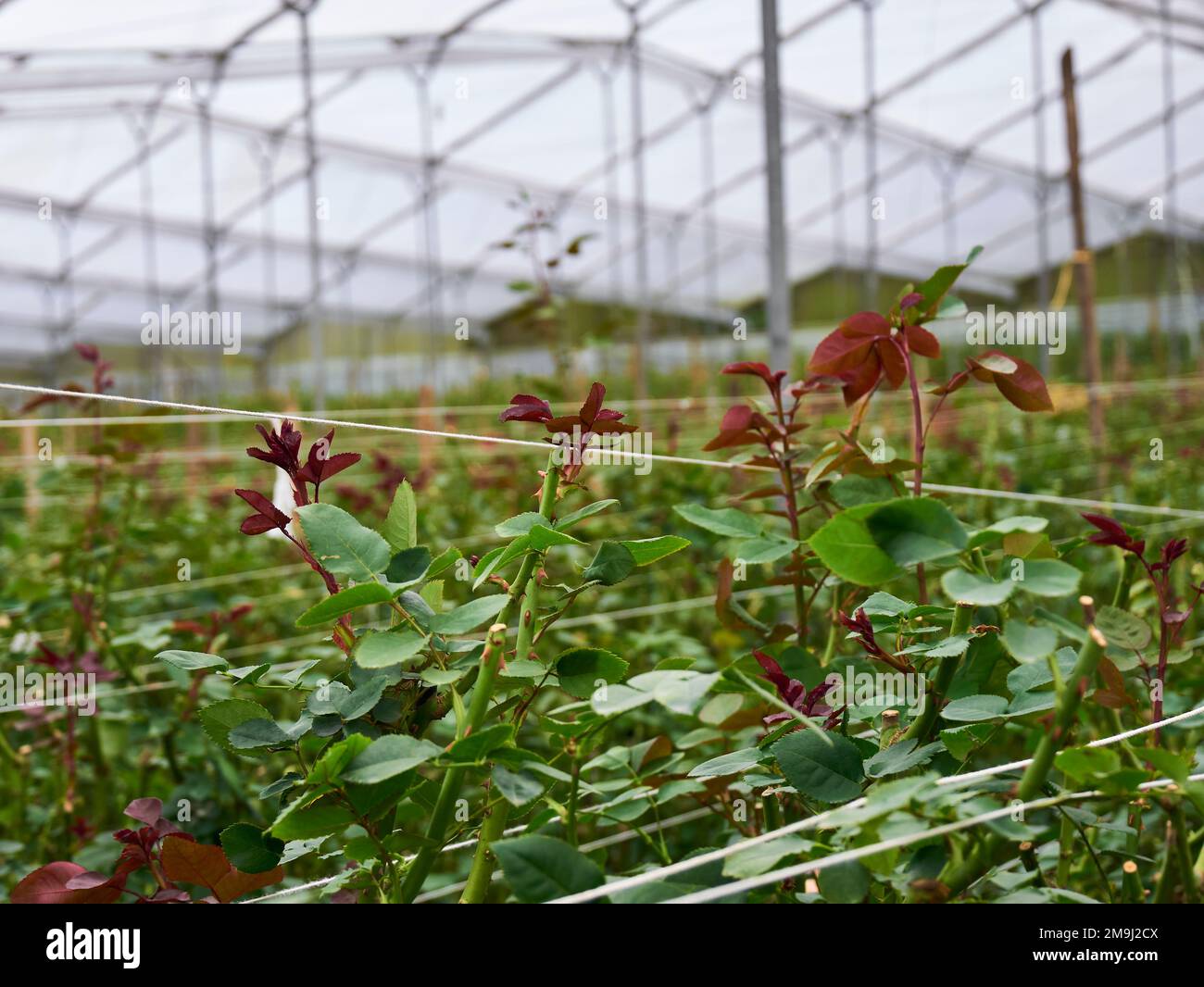 Plantation roses growing inside in a greenhouse Stock Photo - Alamy