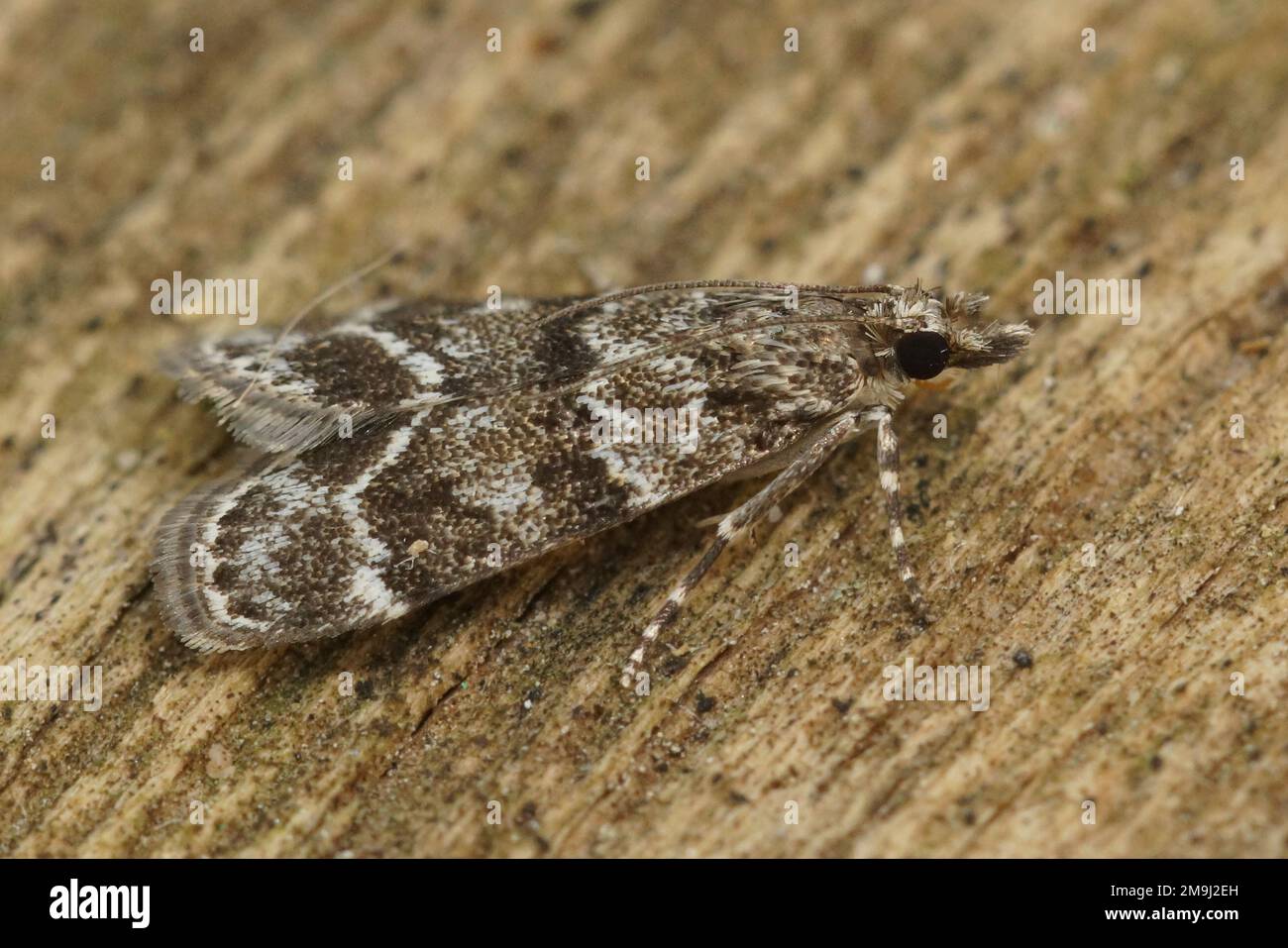Detailed closeup on the black patterned micro crambid moth, Scoparia ...