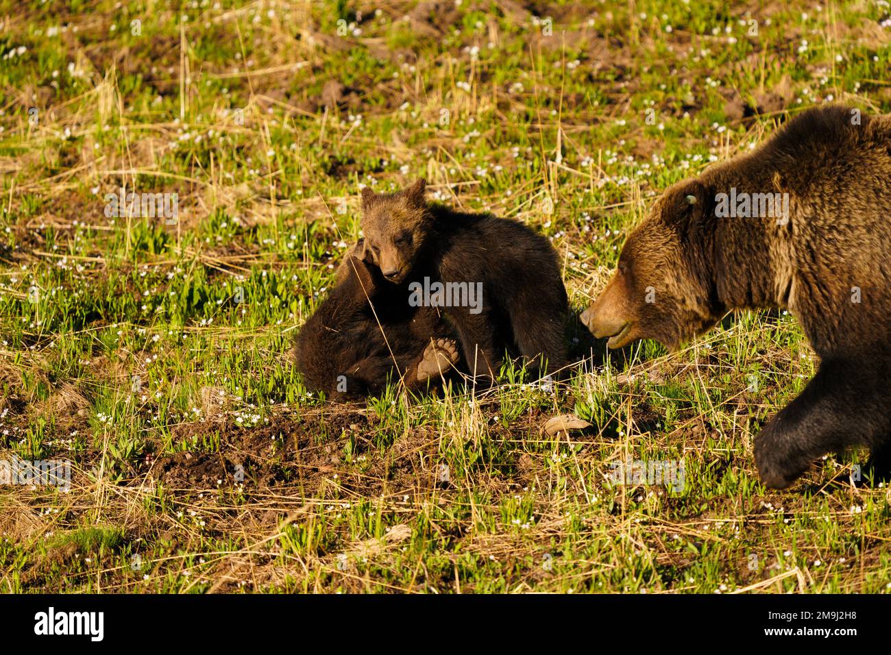 Brown Bear cubs (Ursus arctos) playing, Grand Teton National Park ...