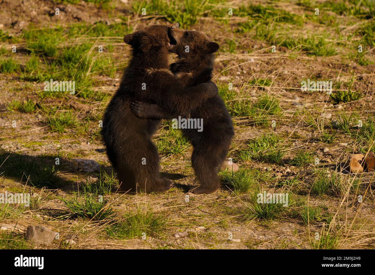 Brown Bear cubs (Ursus arctos) playing, Grand Teton National Park ...