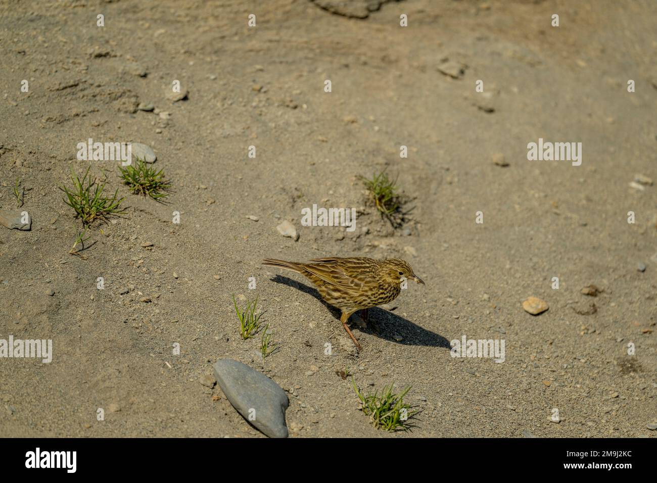 A South Georgia pipit (Anthus antarcticus), a sparrow-sized bird only ...