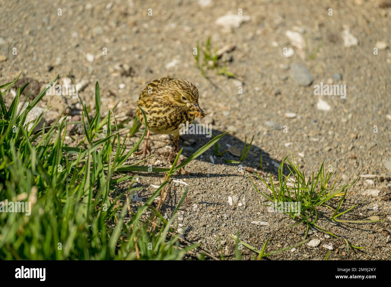 Sized bird hi-res stock photography and images - Alamy