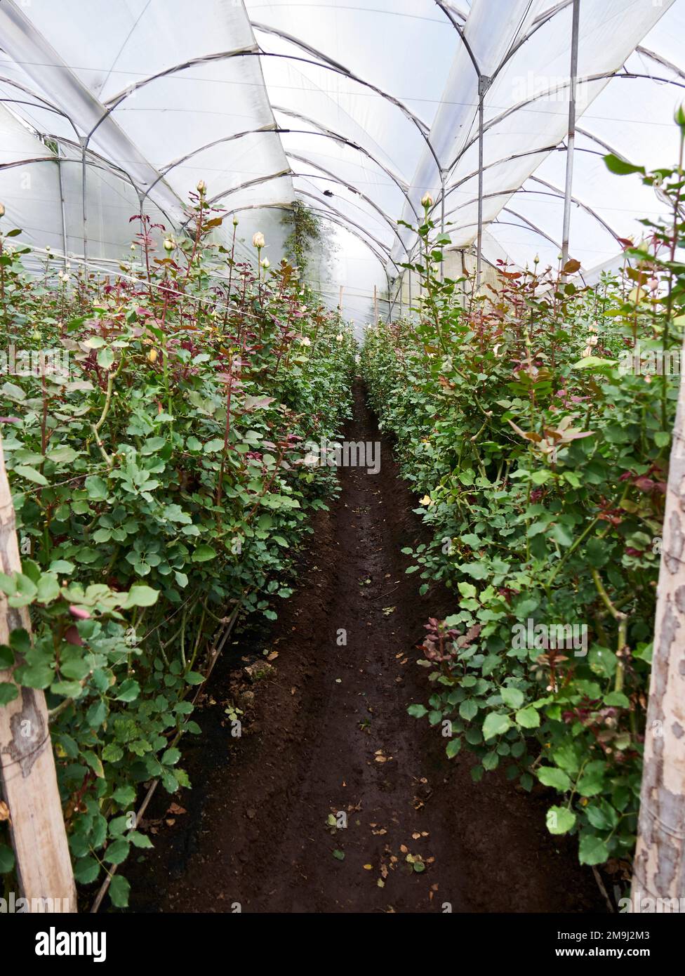 Plantation roses growing inside in a greenhouse Stock Photo - Alamy