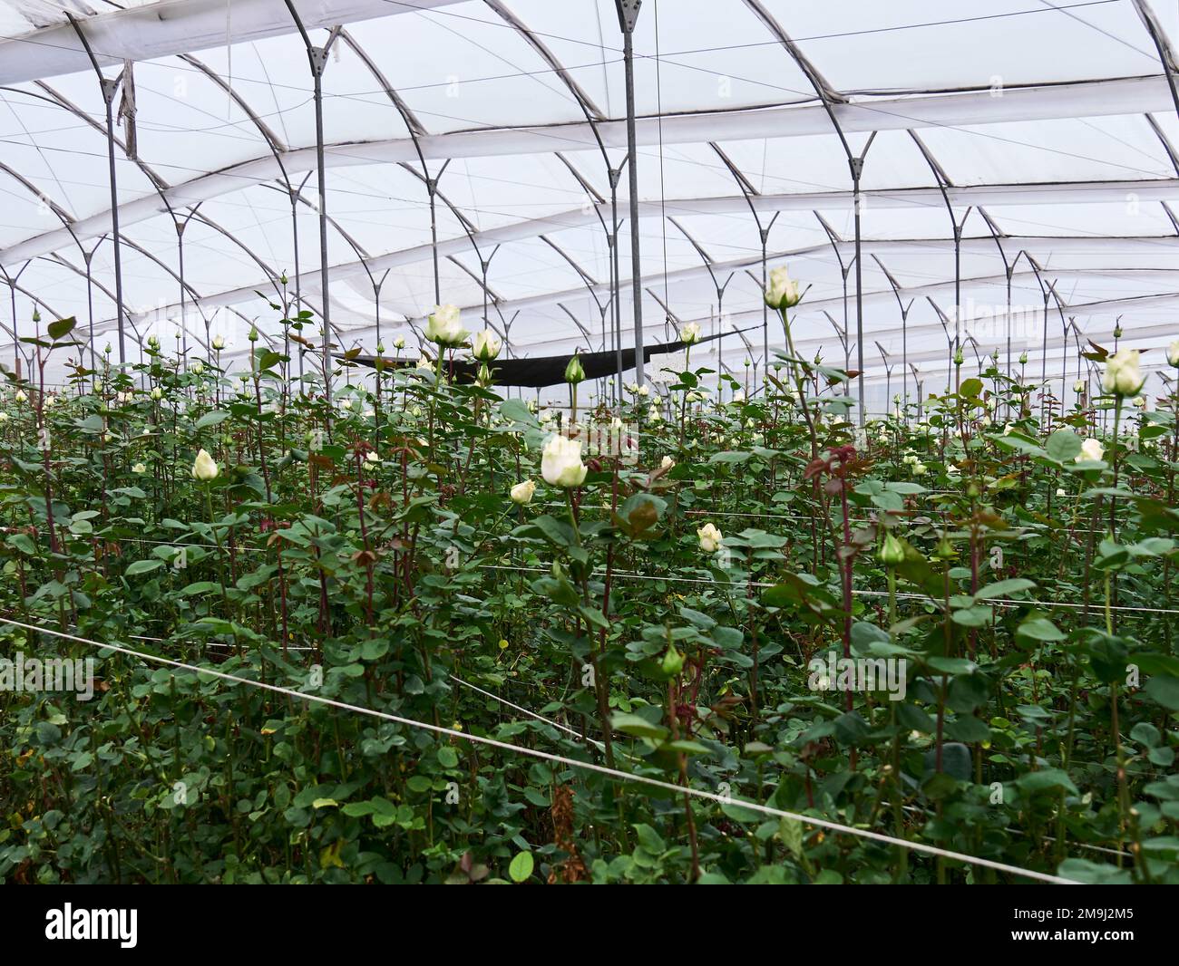 Plantation roses growing inside in a greenhouse Stock Photo - Alamy