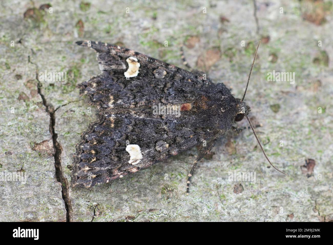 Detailed dorsal closeup on a Dot moth, Melanchra persicariae sitting on ...