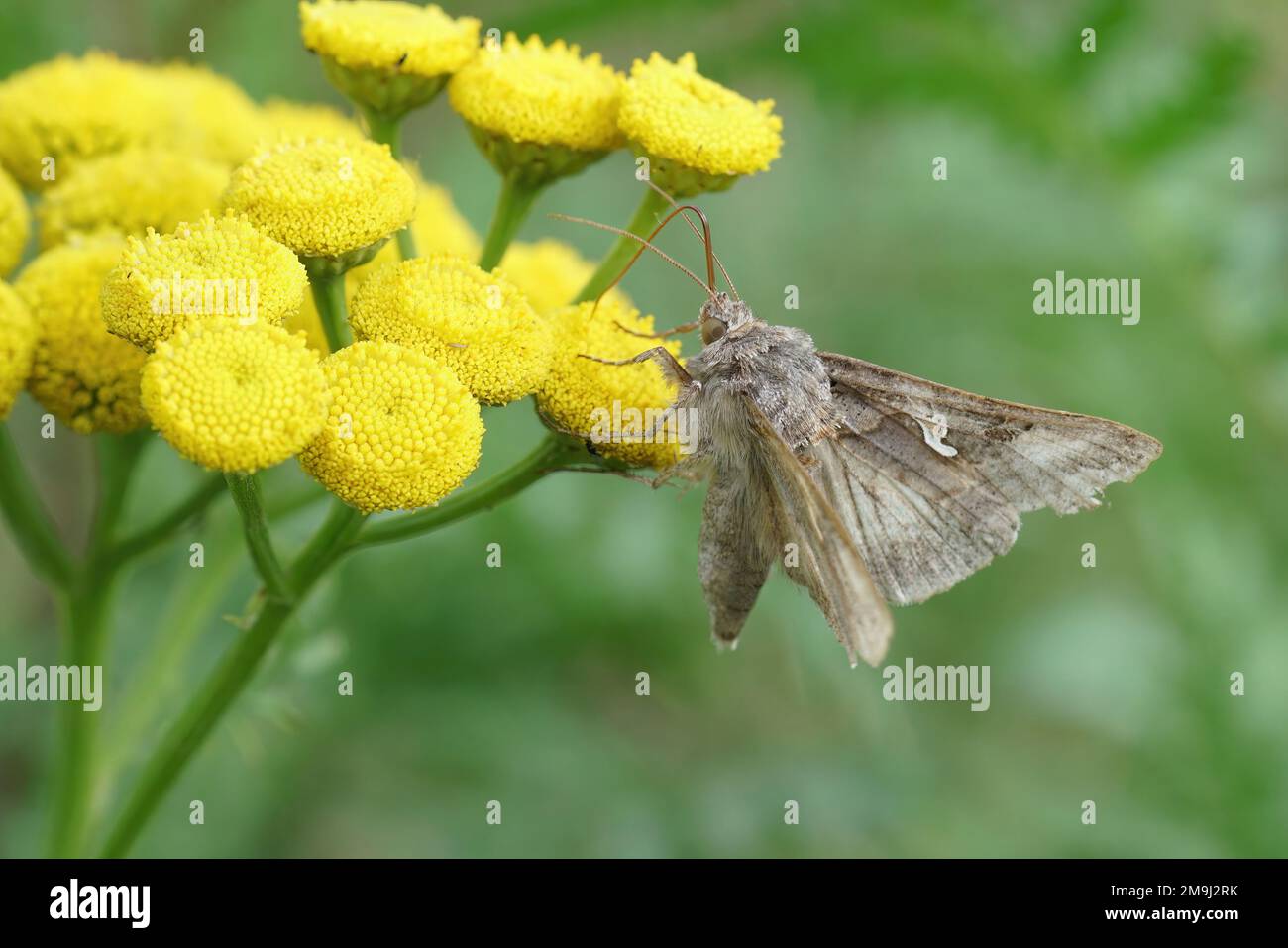 Natural close up of the brown Silver-Y moth, Autographa gamma drinking ...