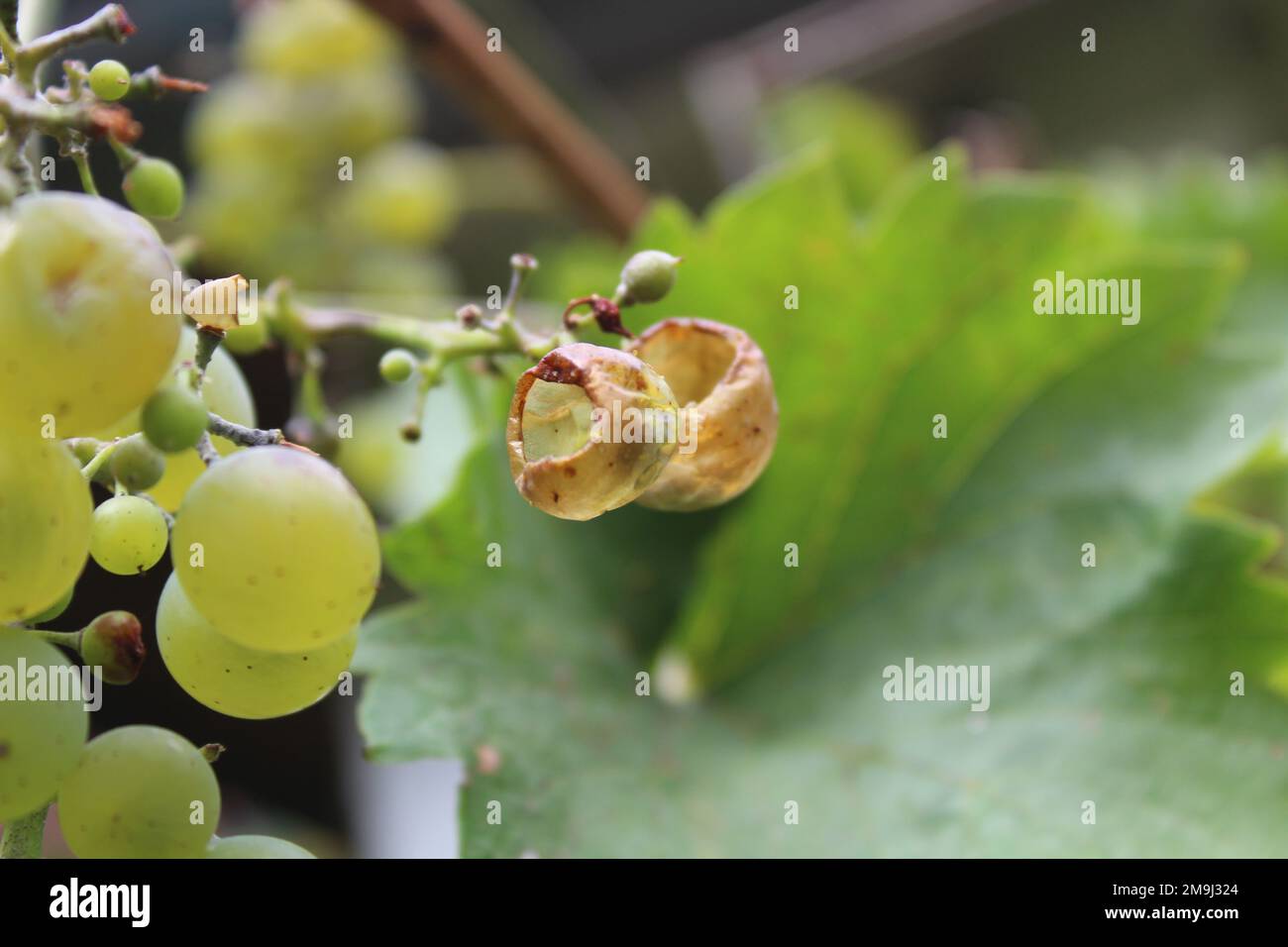 damaged grapes from wasps in the garden Stock Photo - Alamy