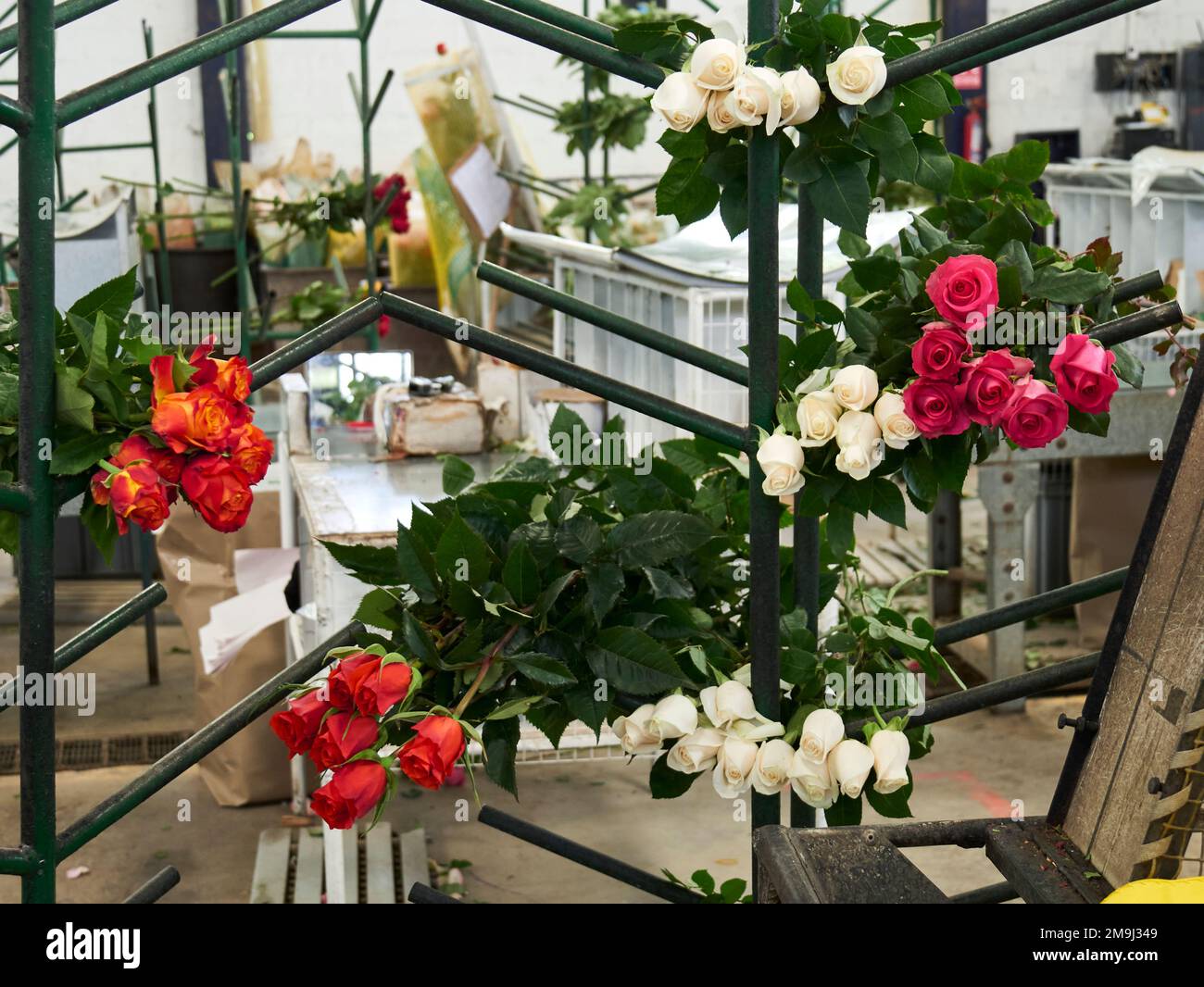 Plantation roses growing inside in a greenhouse Stock Photo - Alamy
