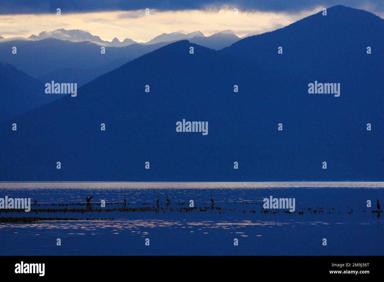 Mountains and lake, Hood Canal, Washington, USA Stock Photo - Alamy