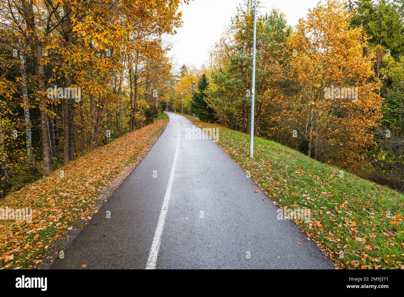 Asphalt winding curve road in a beech forest Stock Photo - Alamy
