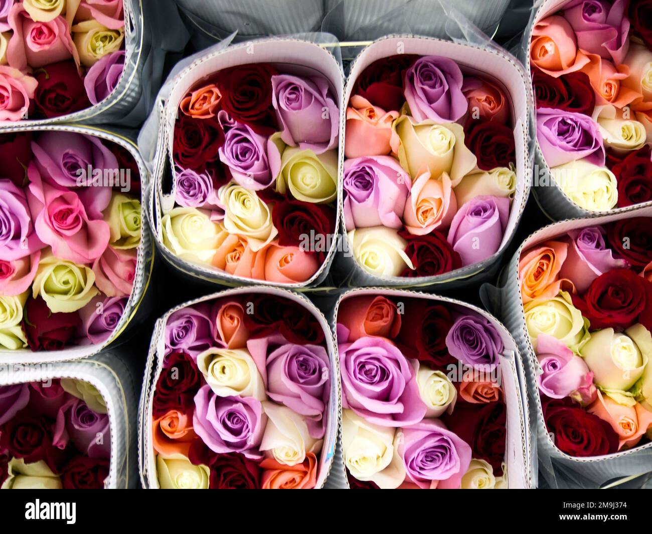 Roses in a special cold room with air conditioning. Refrigerator for ...