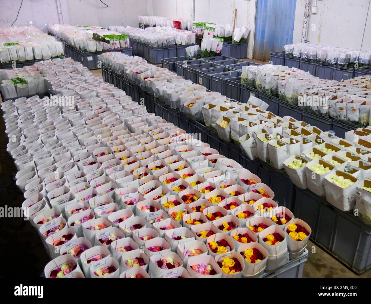 Roses in a special cold room with air conditioning. Refrigerator for ...