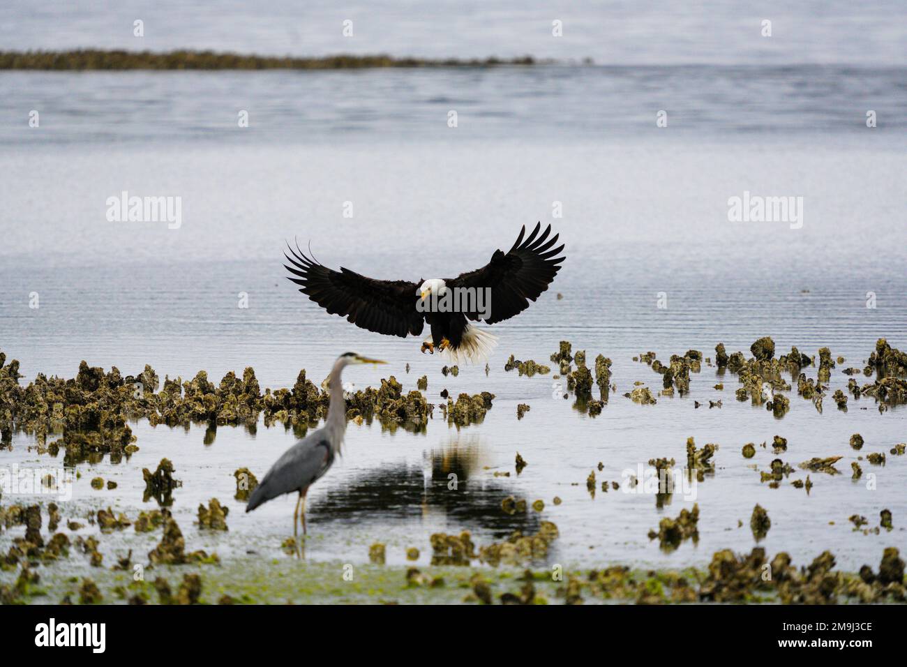 Bald Eagle and Crane, Hood Canal, Washington, USA Stock Photo - Alamy