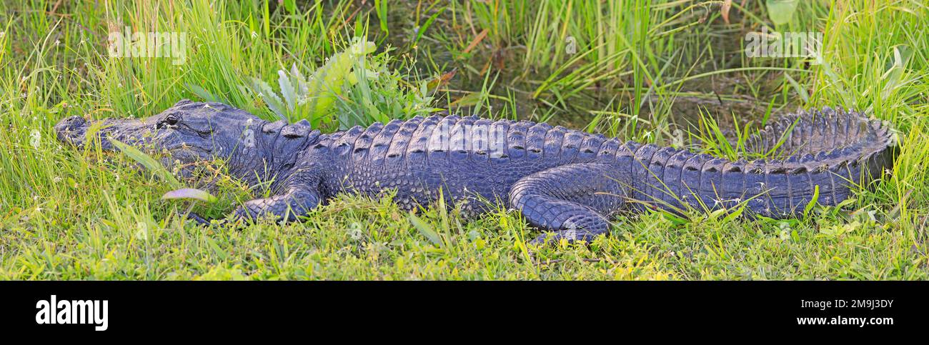 Alligator in the swamp in Everglades National Park, Florida, USA Stock ...