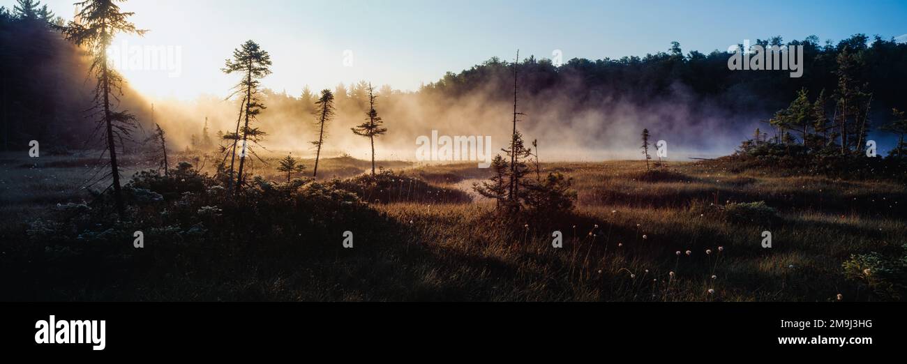 Bog hi-res stock photography and images - Alamy
