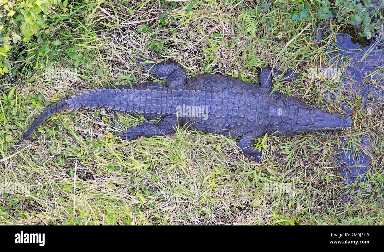 Alligator in the swamp in Everglades National Park, Florida, USA Stock ...