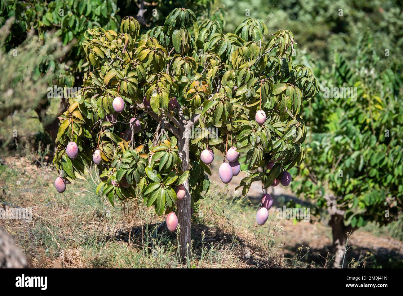 Mango tree mangoes growing plant hi-res stock photography and images ...