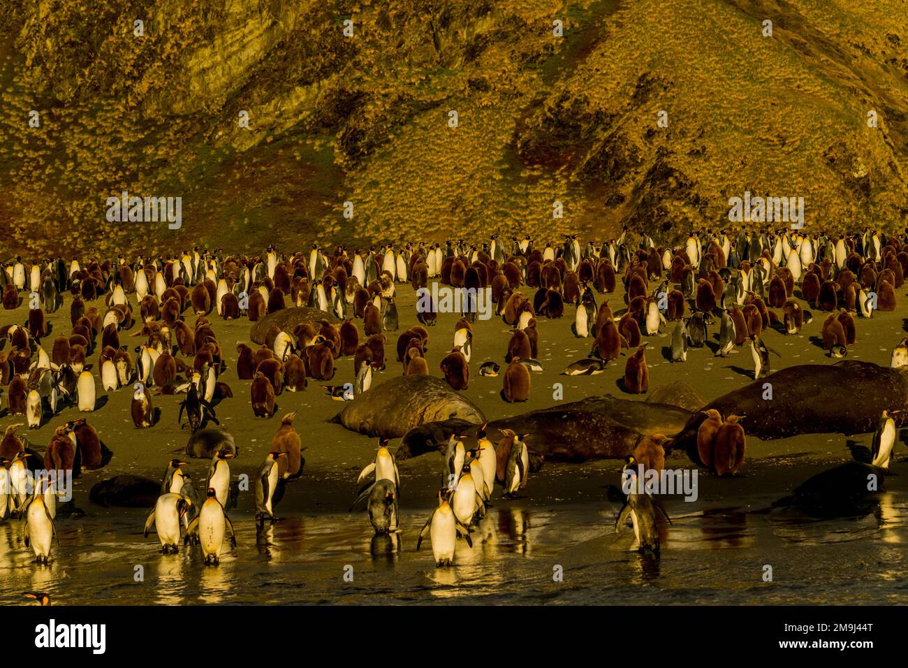 View during the sunrise of King penguins (Aptenodytes patagonicus) on ...