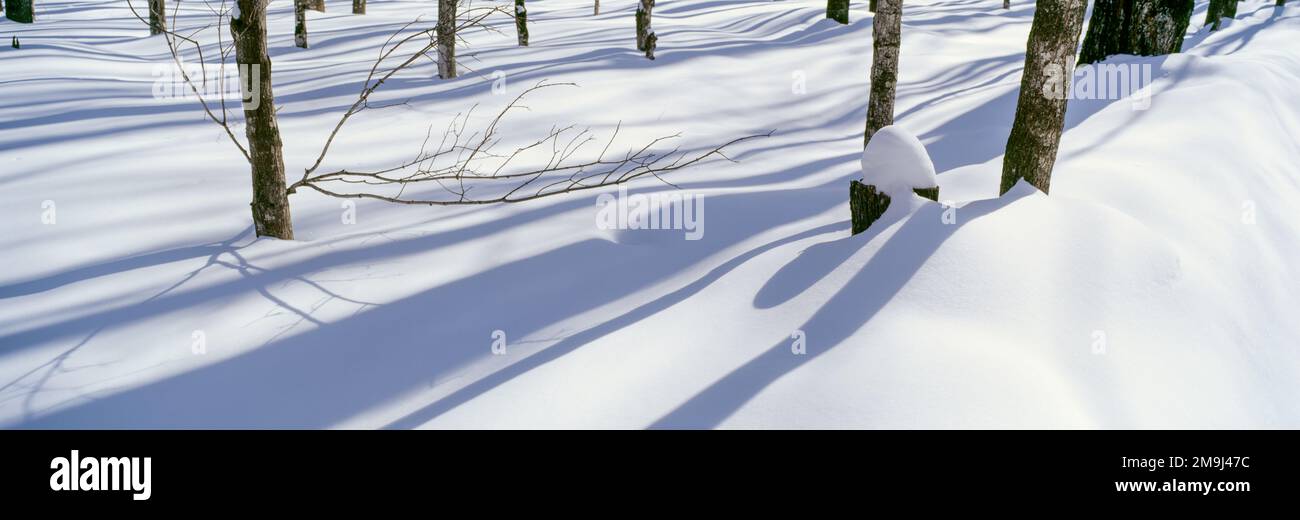 Shadow tree on white hi-res stock photography and images - Alamy