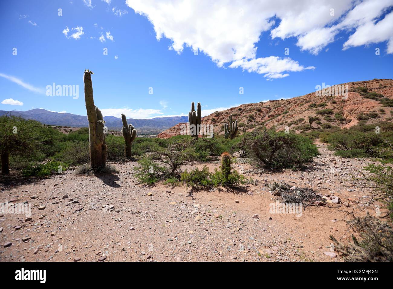 The cactus of Quebrada de Humahuaca, Argentina Stock Photo - Alamy