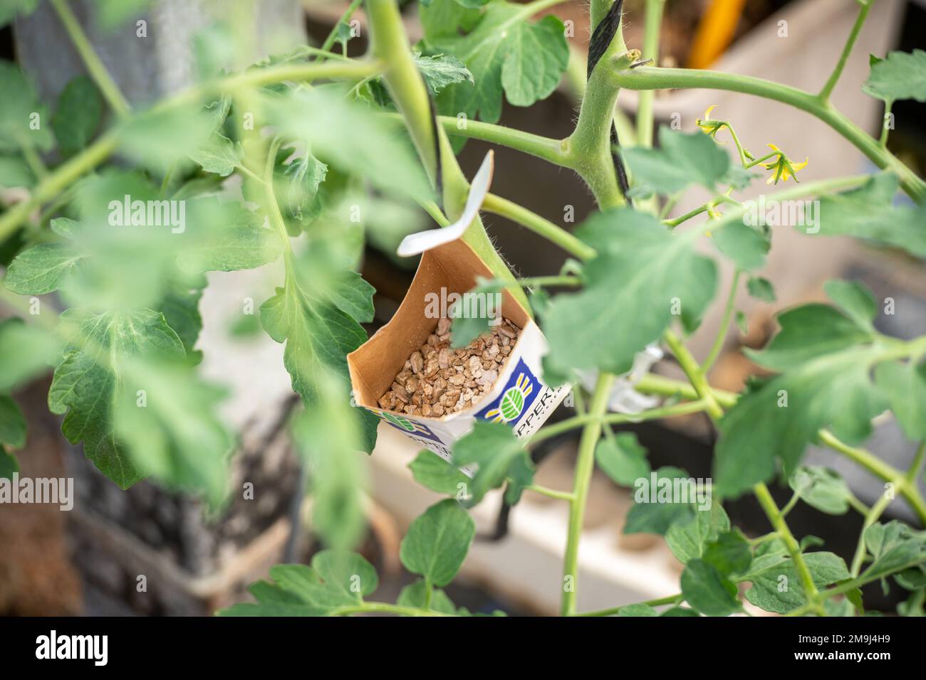 Pest management technique on tomato plant in greenhouse in Almeria, ÒThe European Vegetable ...