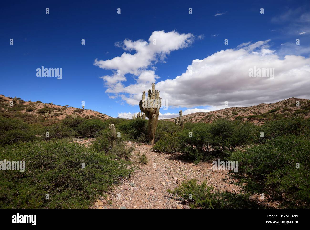 The cactus of Quebrada de Humahuaca, Argentina Stock Photo - Alamy