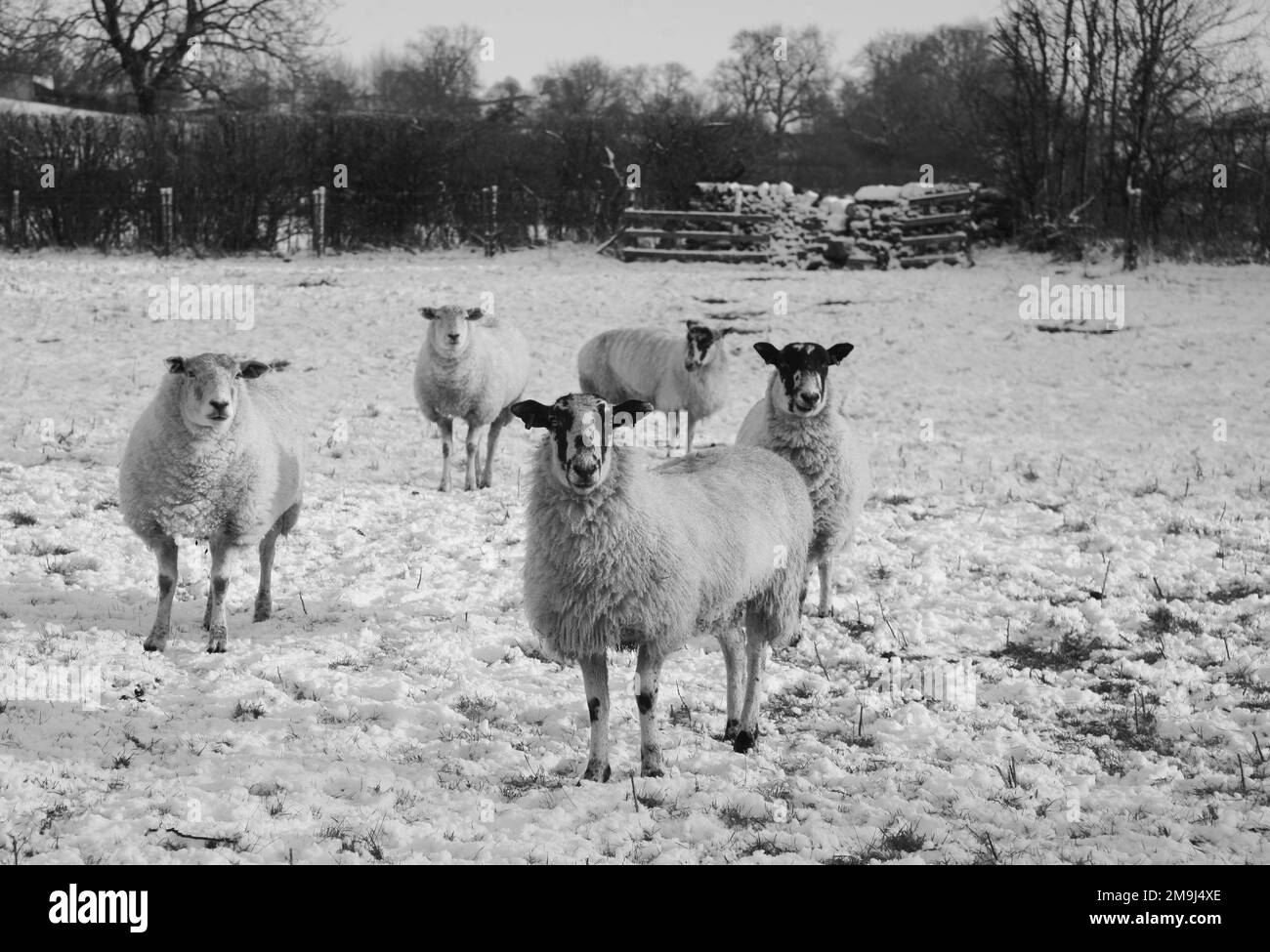 Hungry day Black and White Stock Photos & Images - Alamy