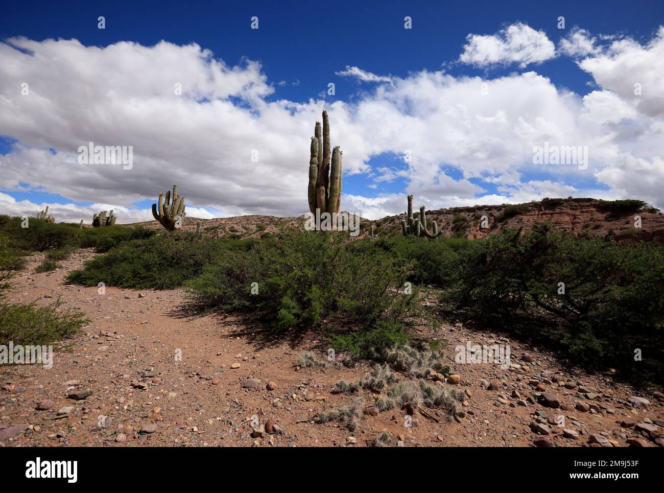 The cactus of Quebrada de Humahuaca, Argentina Stock Photo - Alamy