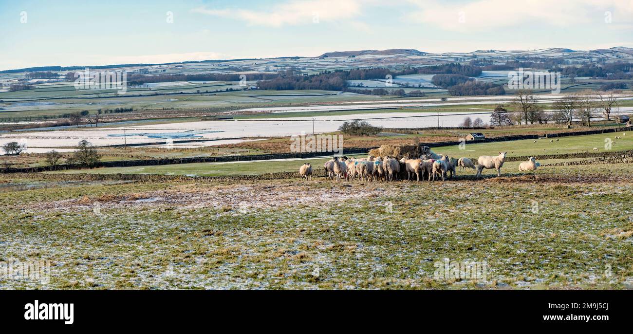 Supplementary feeding of sheep during cold frosty period hi-res stock ...
