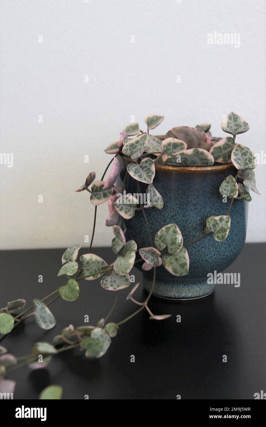Variegated string of hearts houseplant (Ceropagia woodii variegata), in ...